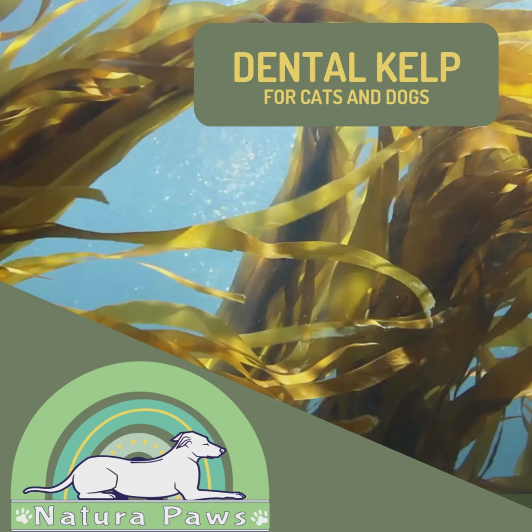Atlantic Kelp – Natural Dental Support for Dogs & Cats – Natura Paws ...